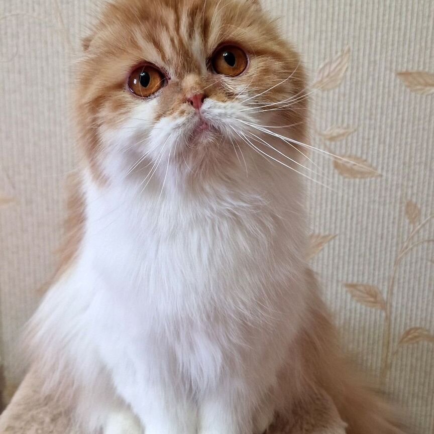 Халйенд фолд, взрослая девочка
