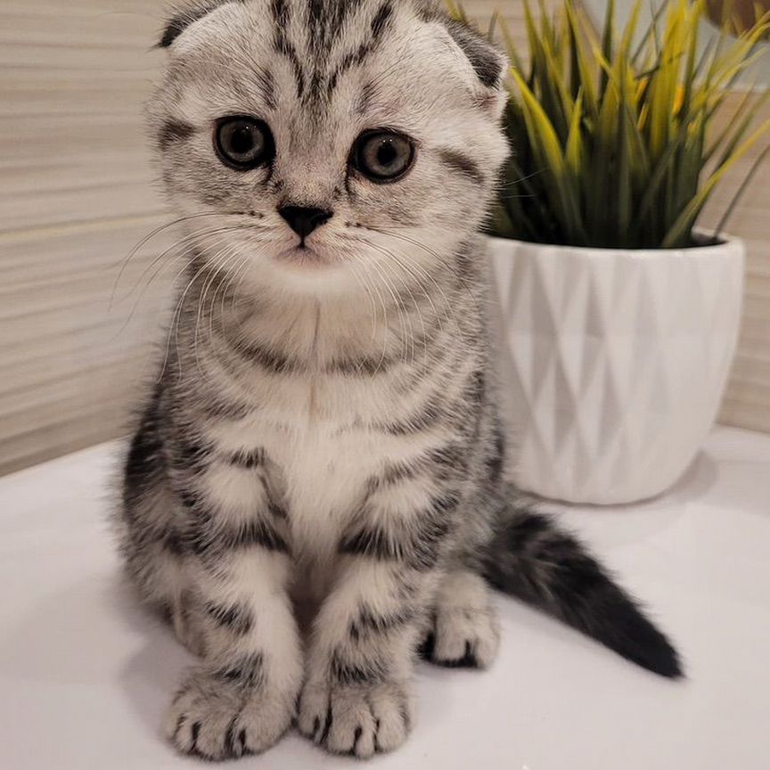 Шотландский котенок