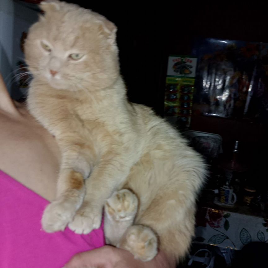 Шотландский вислоухий короткошёрстный, взрослый кот