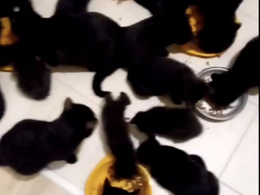 Тьма тьмущая, 10 черных котят