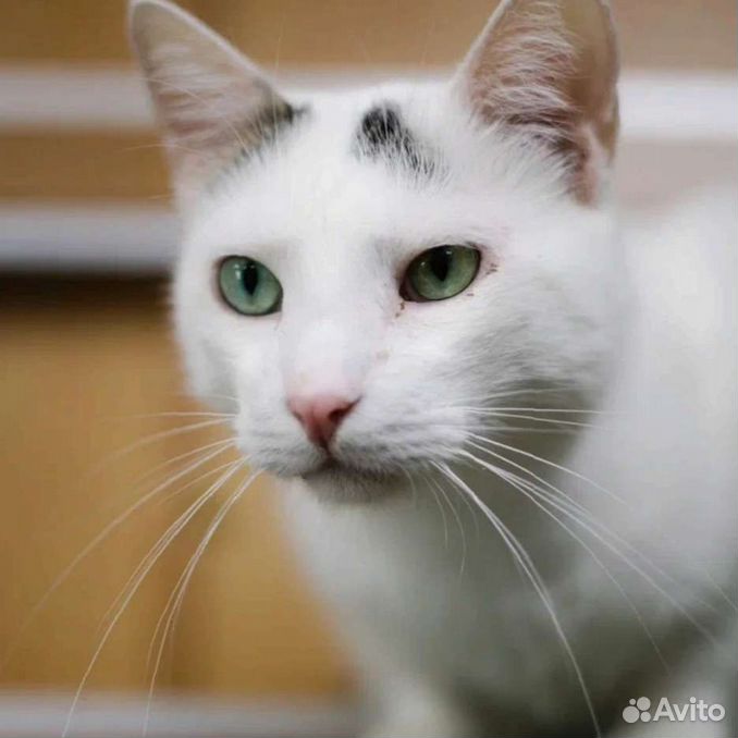Снежный котик