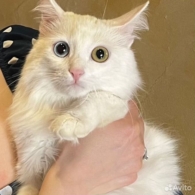 Жемчужинка кошка (турецкая ангора)