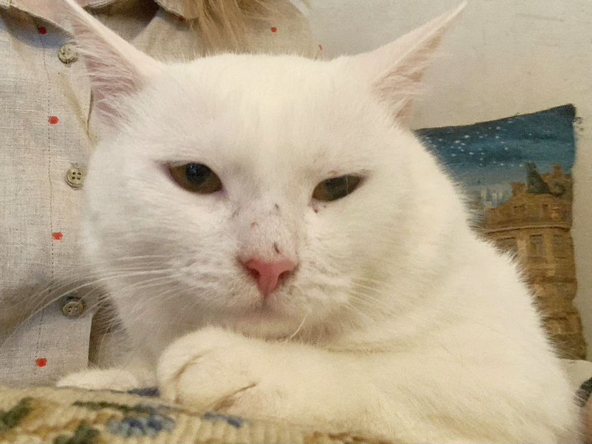 Кошку обижают в приюте
