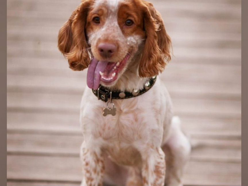 Русский спаниель