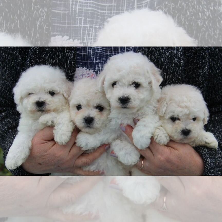 Бишон фризе, щенок