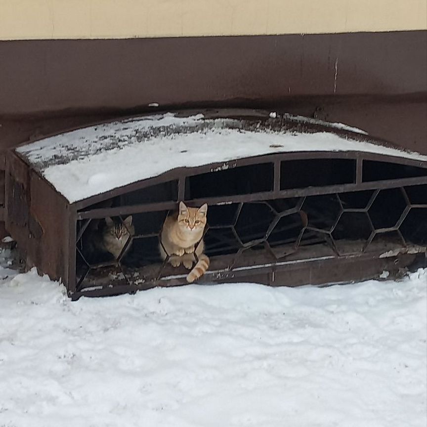 Котята хотят в теплый дом