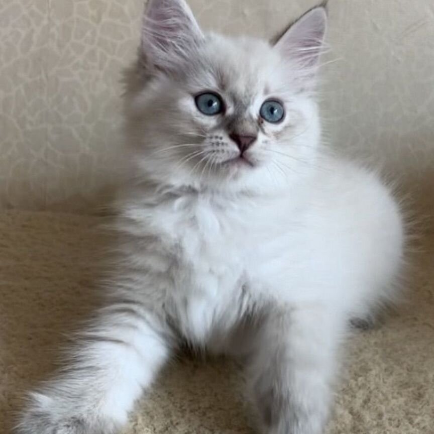 Невская маскарадная