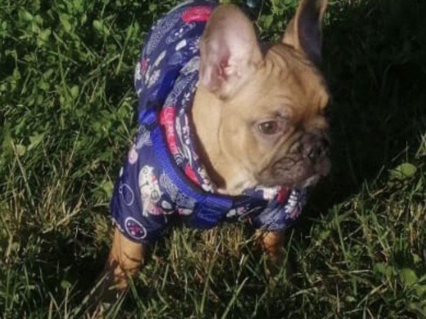 Одежда для собак