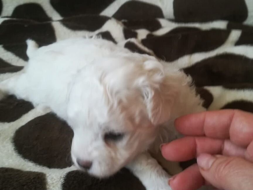 Щенок Бишон Фризе