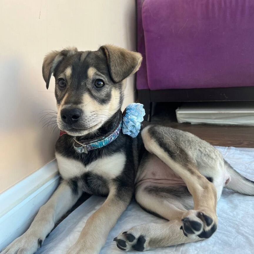 Щенок девочка в добрые руки