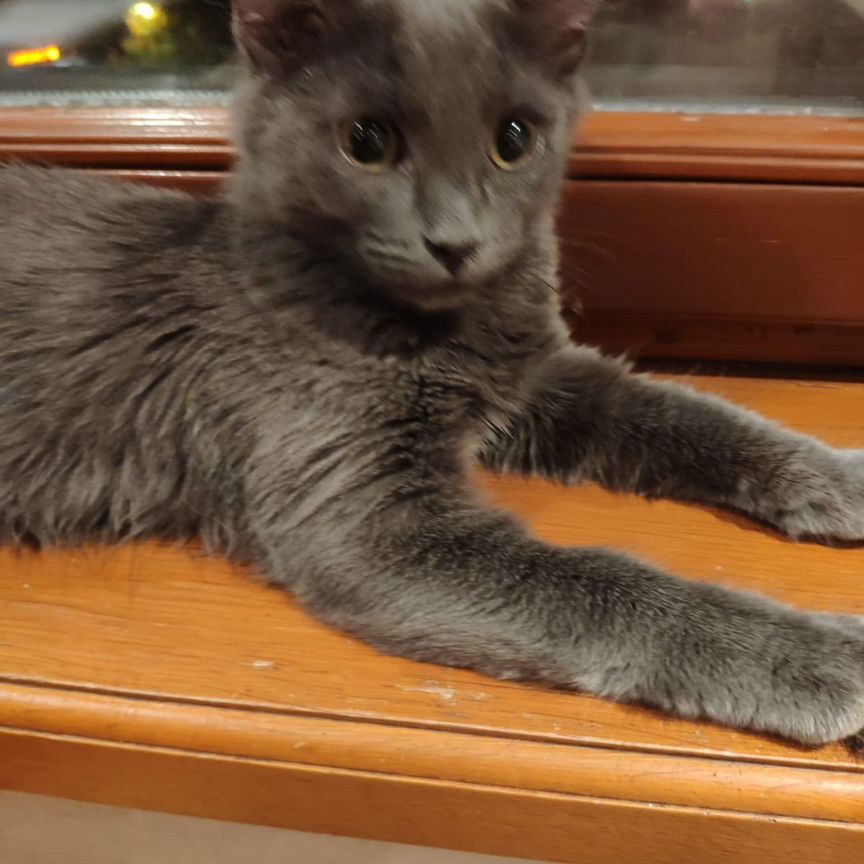 Котёнок кот 3 мес
