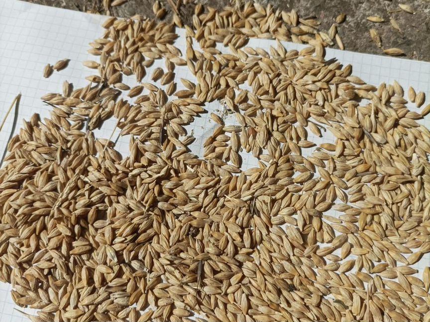 Продам Ячмень