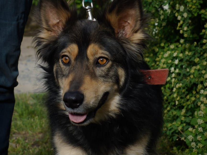 Собака в добрые руки