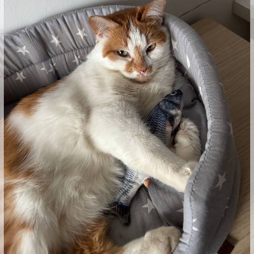 Взрослый кот в добрые руки