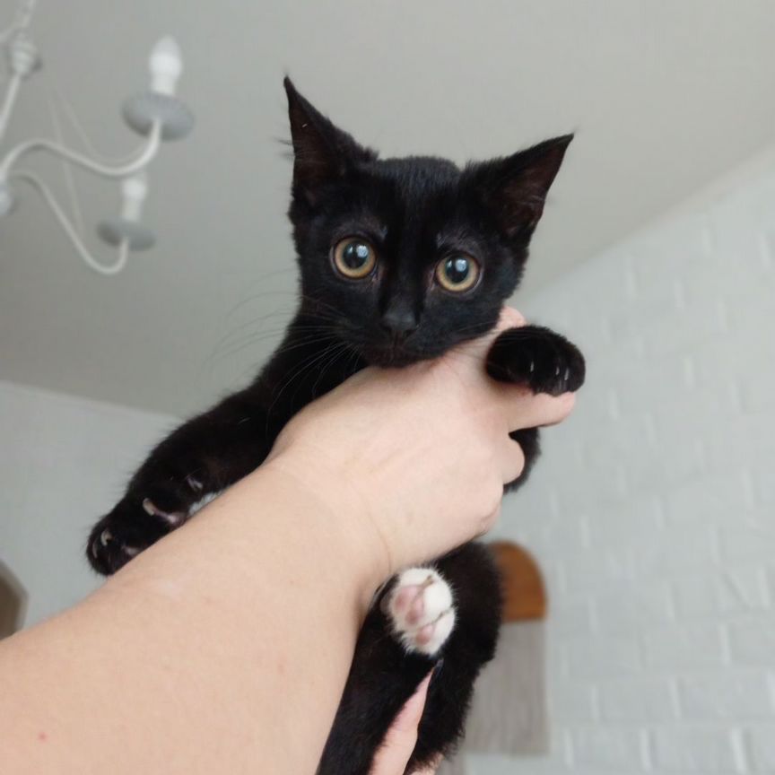 Котёнок в добрые руки