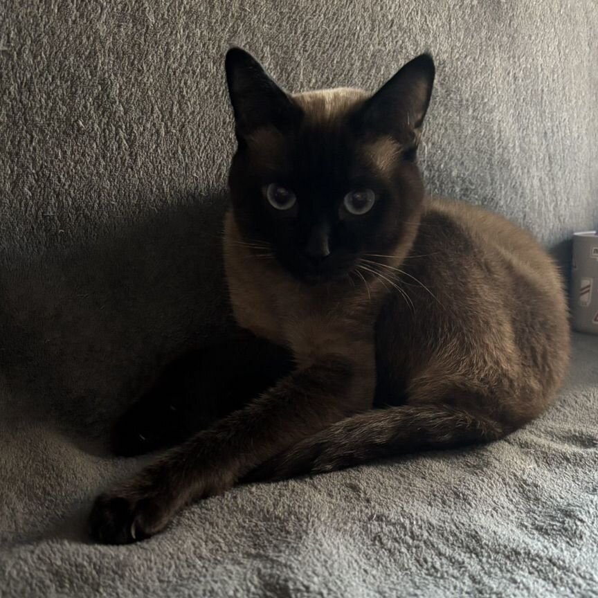 Тайский кот, вязка