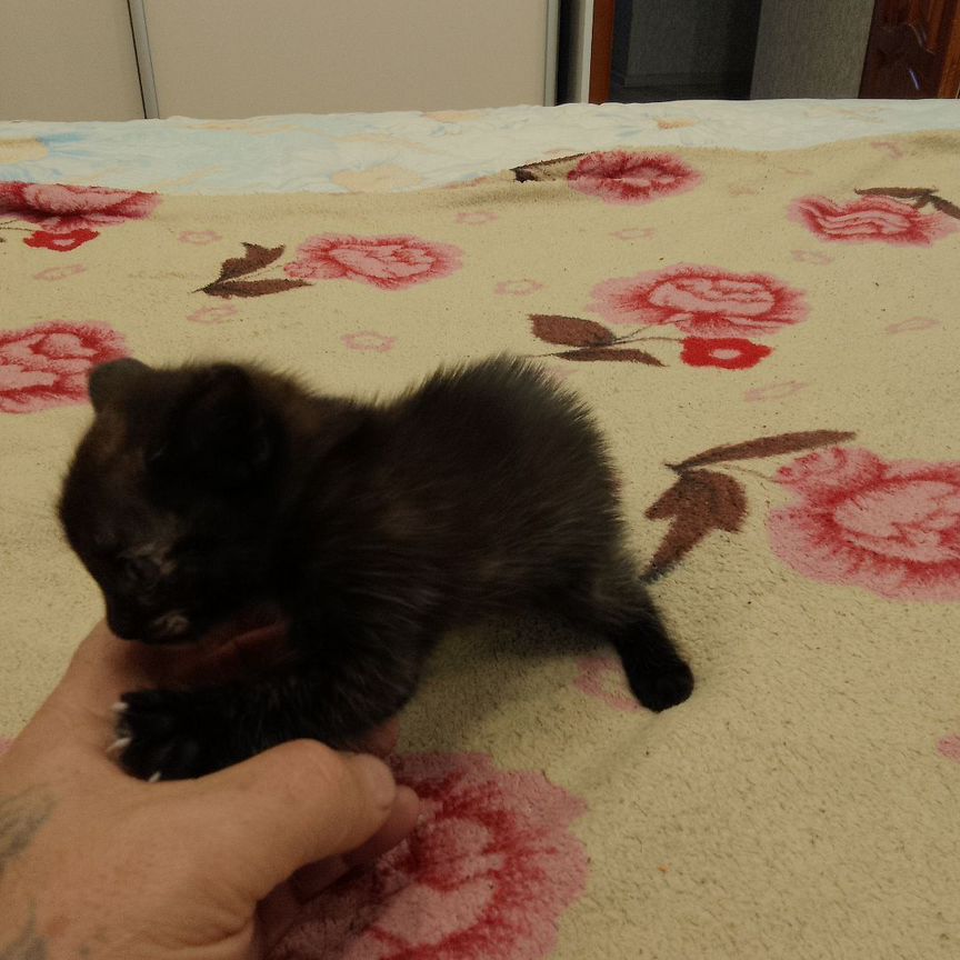 Дарю котенка