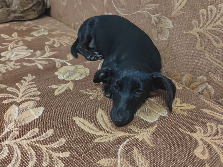 Собачка помесь таксы