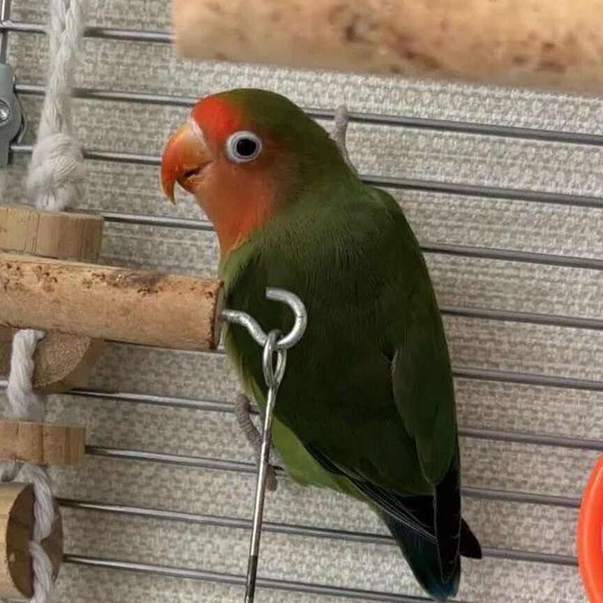 Попугай неразлучник Фишера