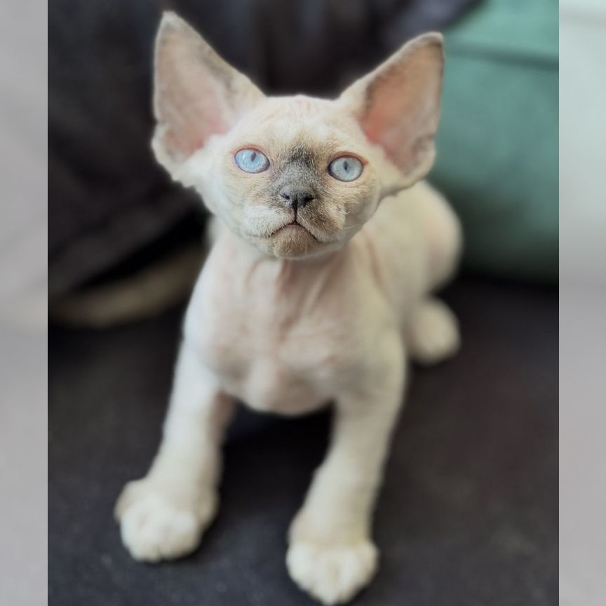 Девон-рекс котёнок