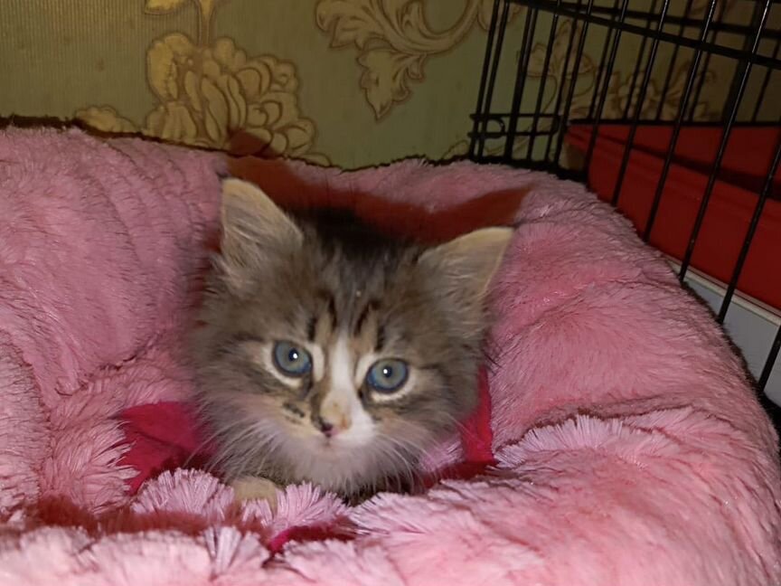 Четыре котенка ищут дом