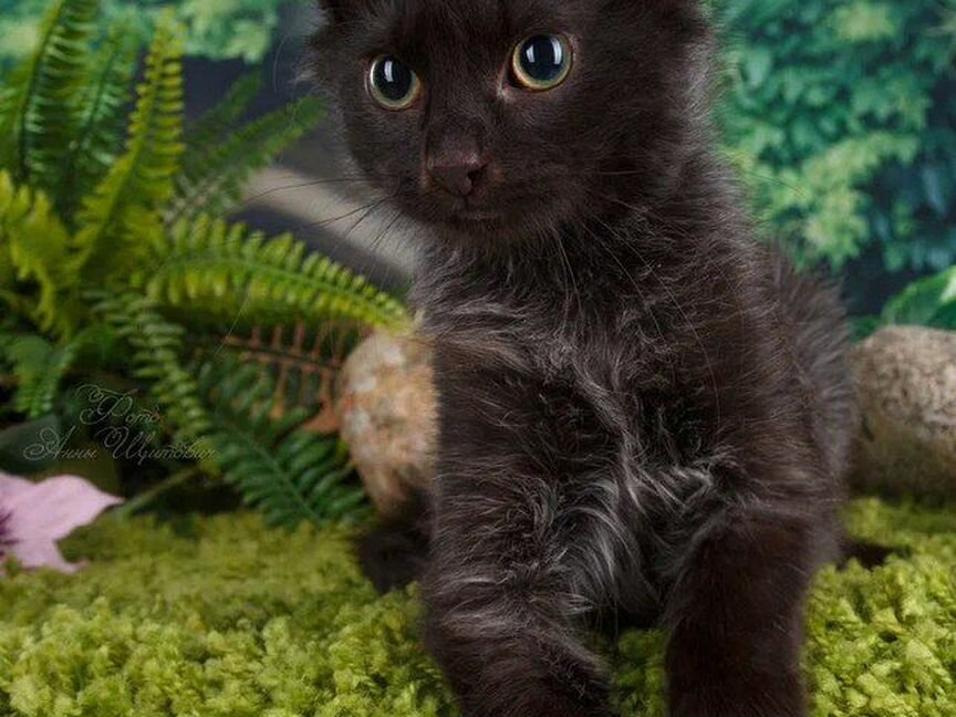 Ласковый малыш