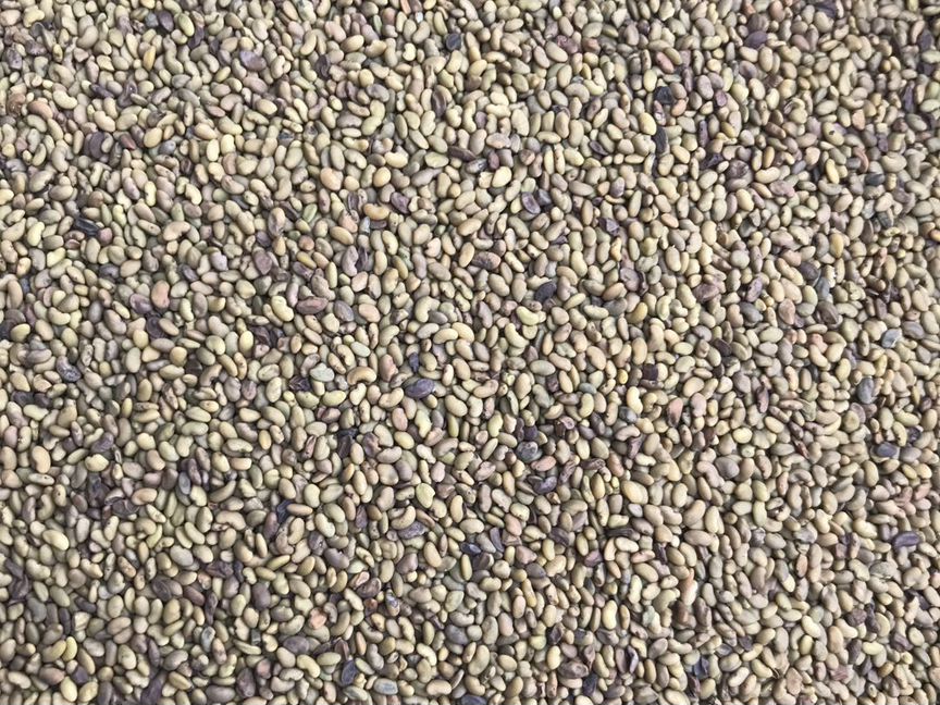 Семена люцерны