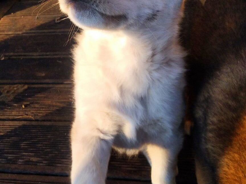 Солнышко в добрые руки