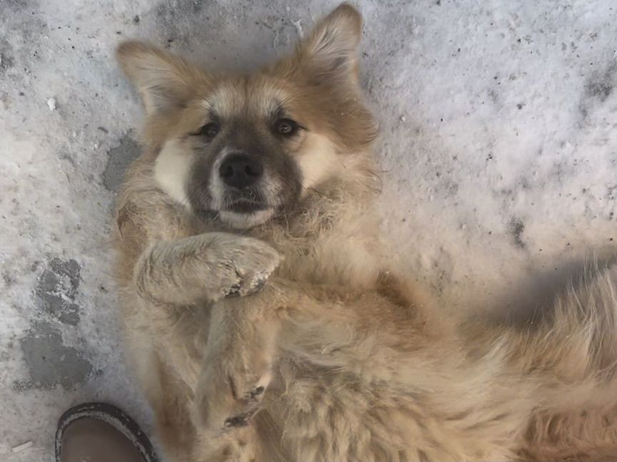 Собака в добрые руки отдам бесплатно