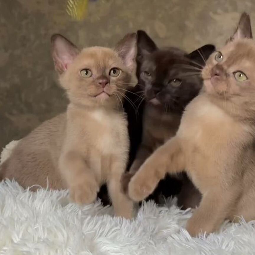 Бурманские котята