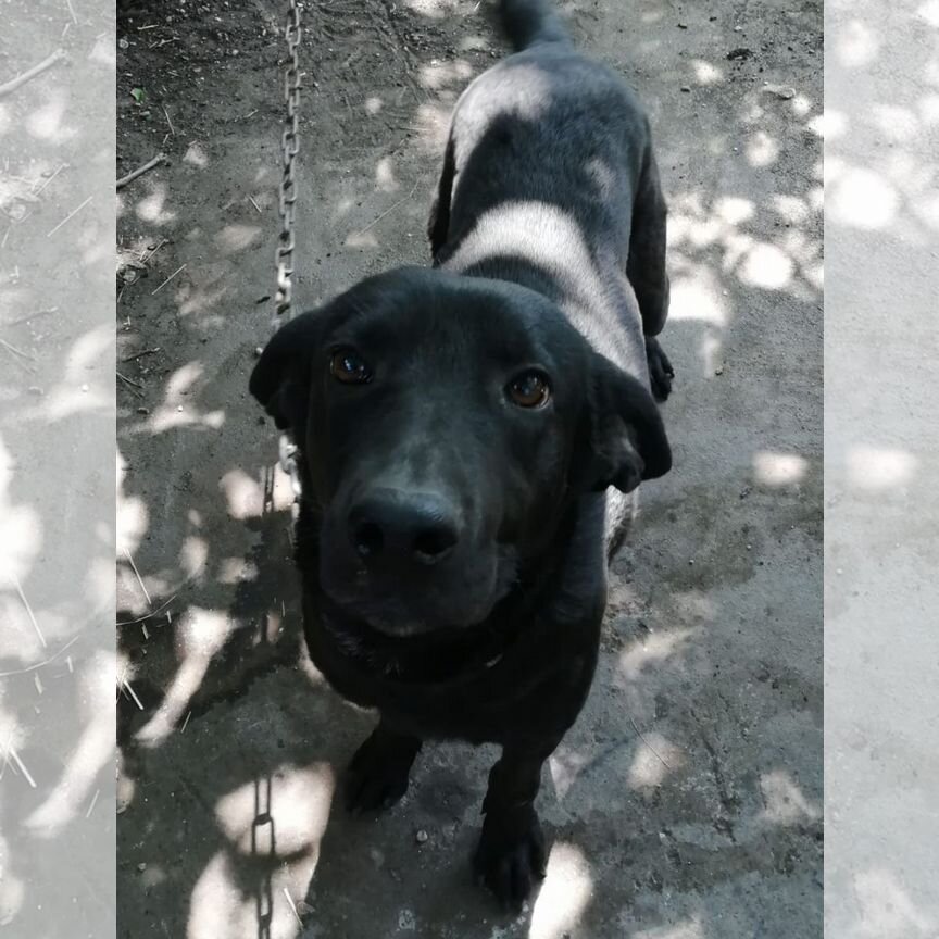 Собака в добрые руки отдам бесплатно