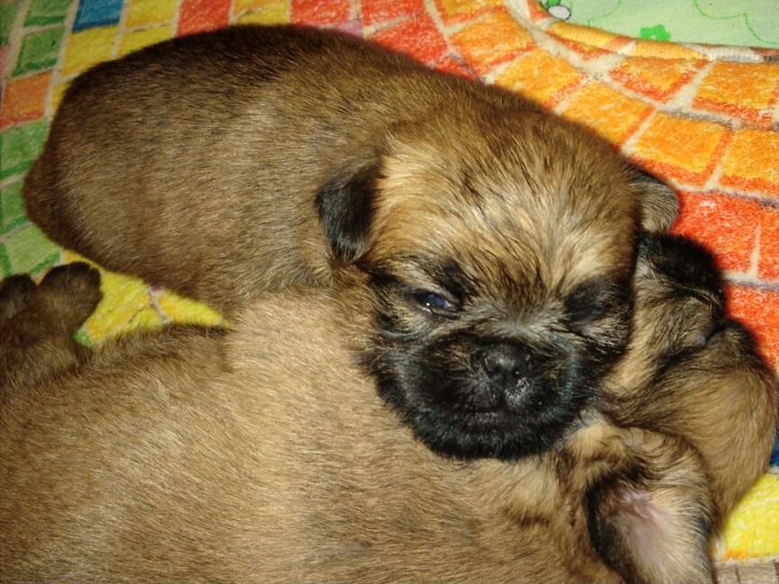 Брюссельский гриффон мальчик