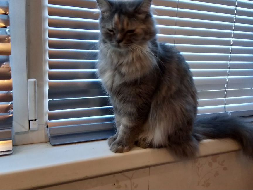 Кошка