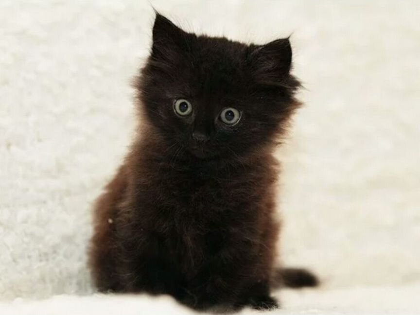 Котята от Мейн-куна. Ищут добрые руки