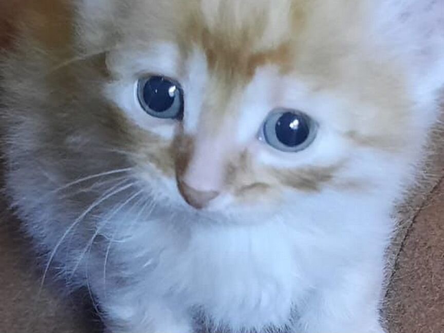 Котята. От кошки Сфинкс. Цена 1 тыс руб