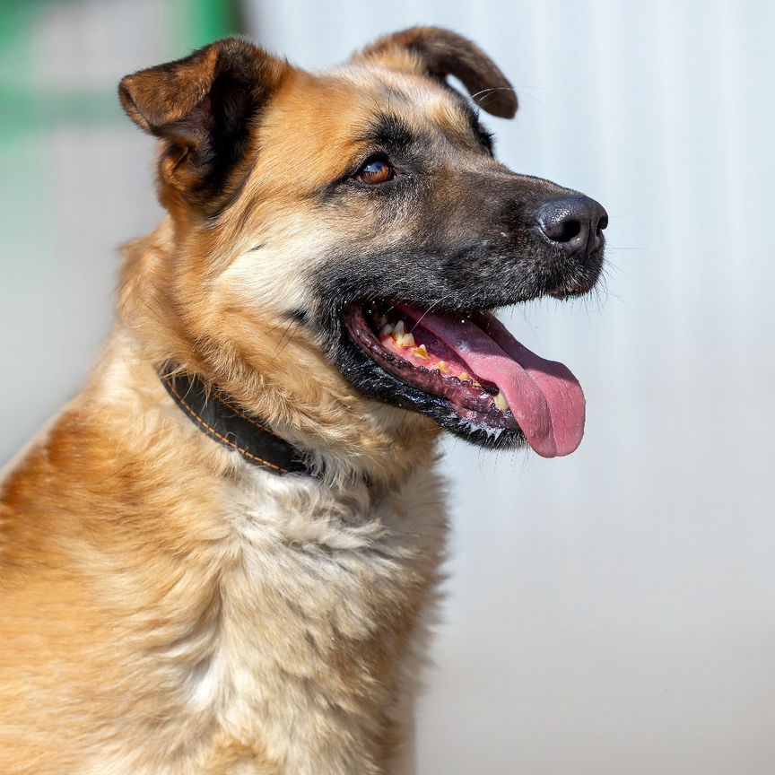 Отличный пес из приюта в добрые руки