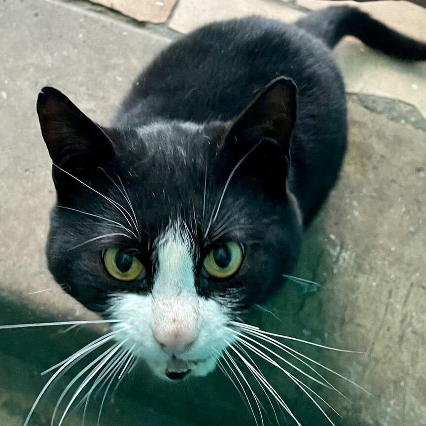 Взрослый кот в добрые руки