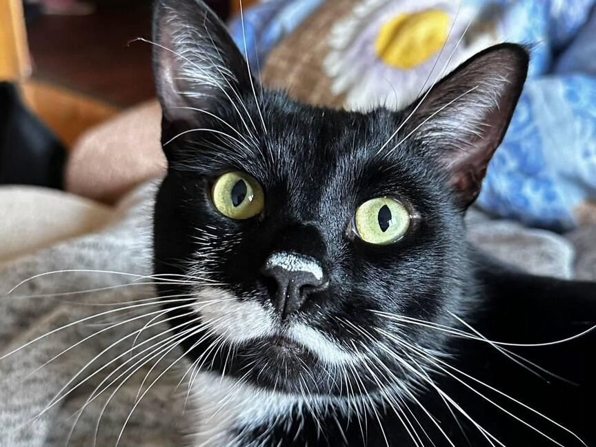 Рис в поисках дома