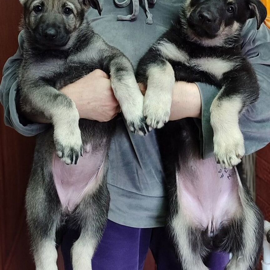 Щенки вео от Чемпиона по рабочим качествам