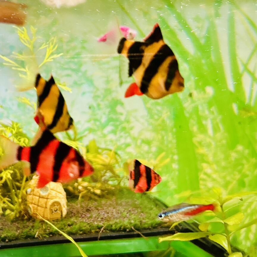 Барбусы обмен на мирных рыб