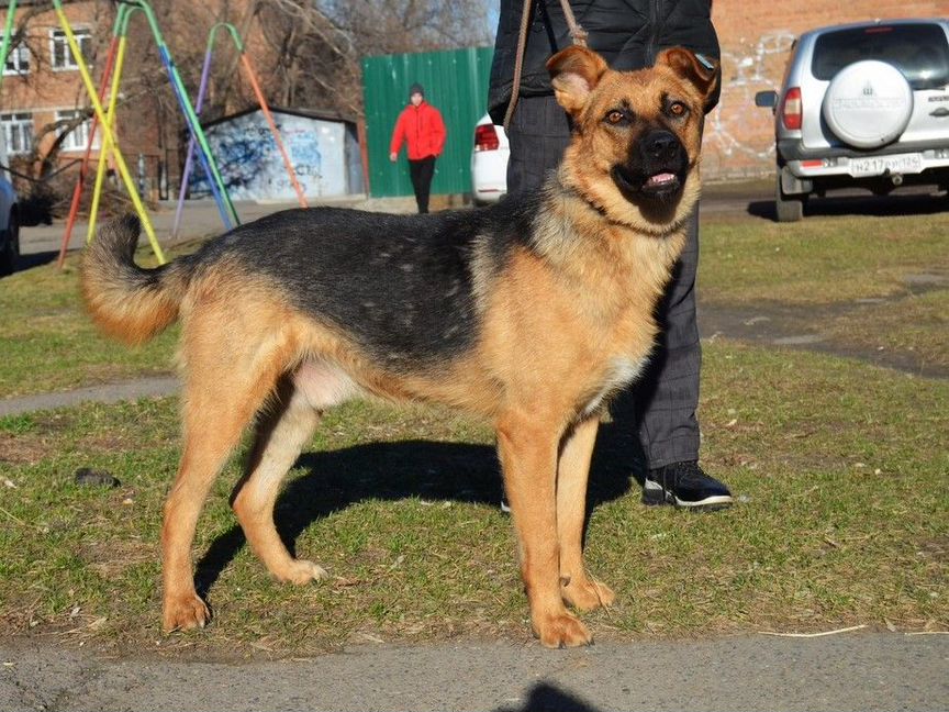 Отдам молодого овчаристого песика. Кастрат