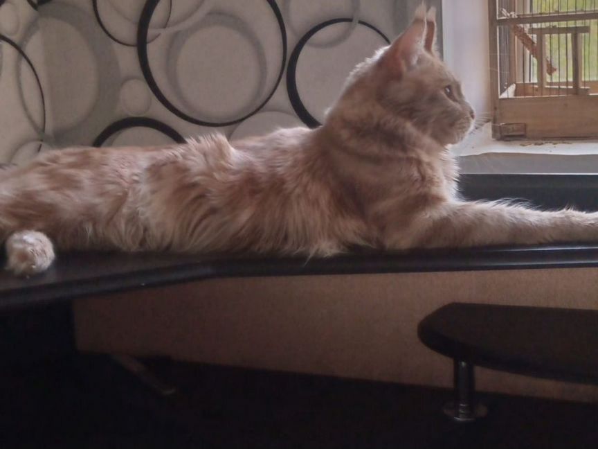 Кот мейн-кун вязка