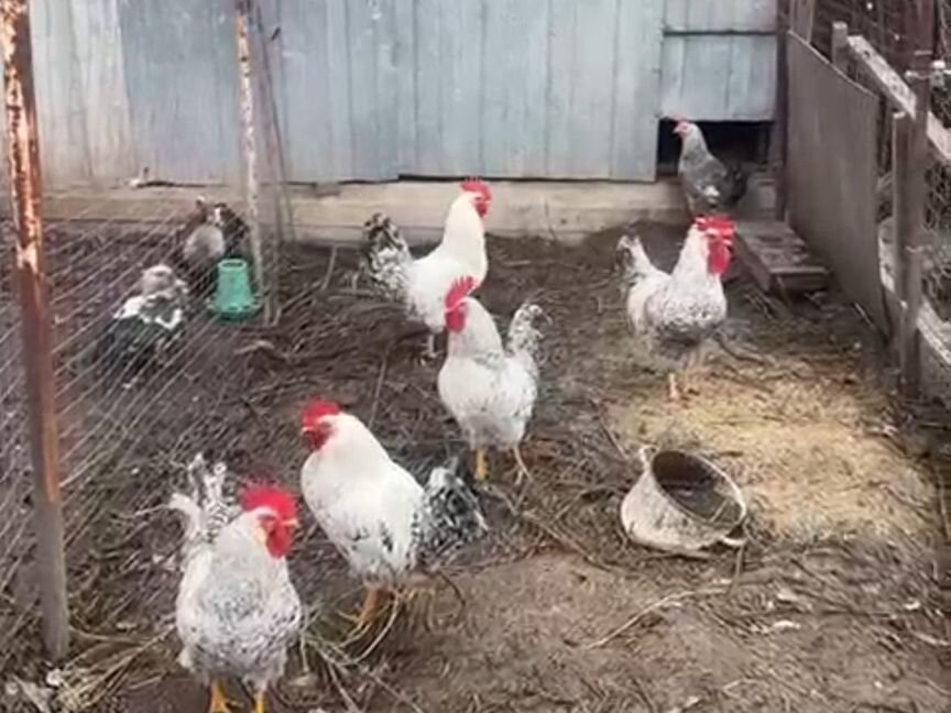 Петух