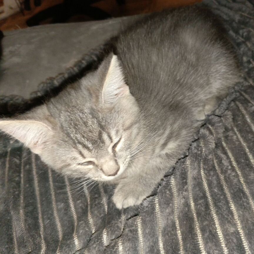 Котёнок в добрые руки