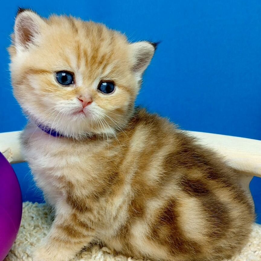 Шотландский прямоухий короткошёрстный котёнок
