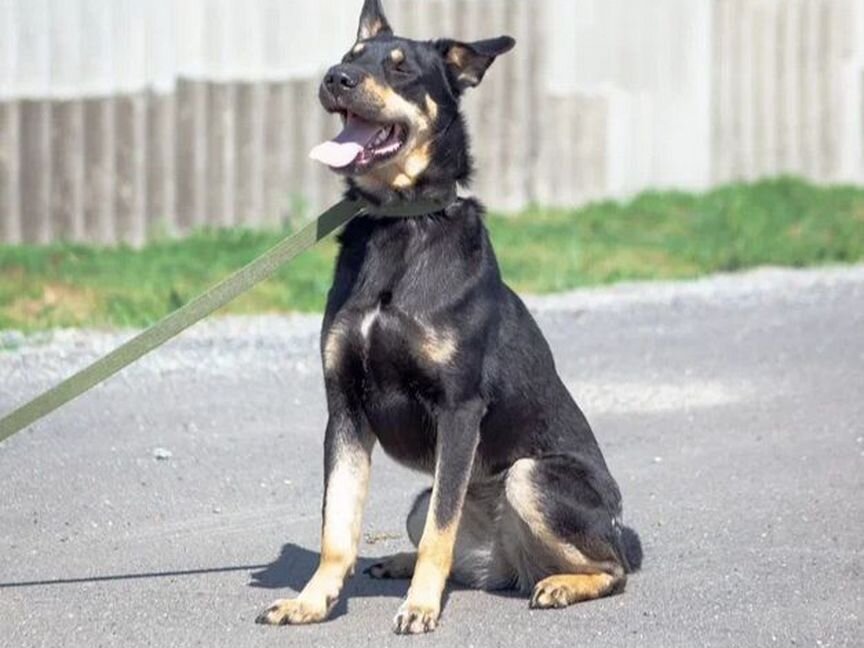 Собака, которая не даст скучать)