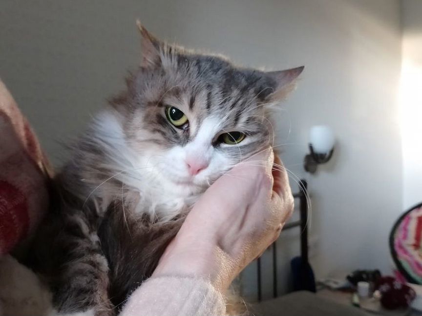 Пушистой ласкуше очень нужен дом