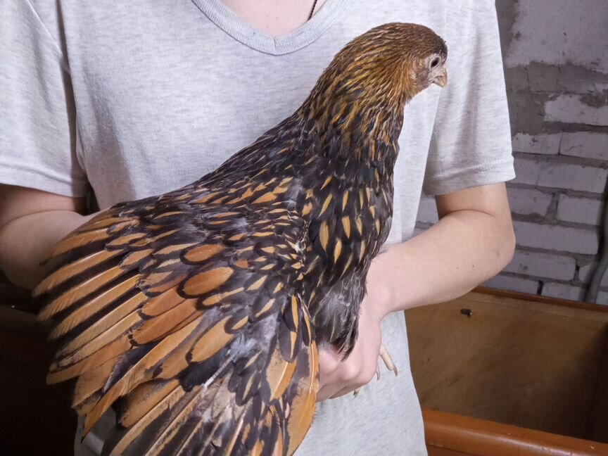 Куры виандот обменяю