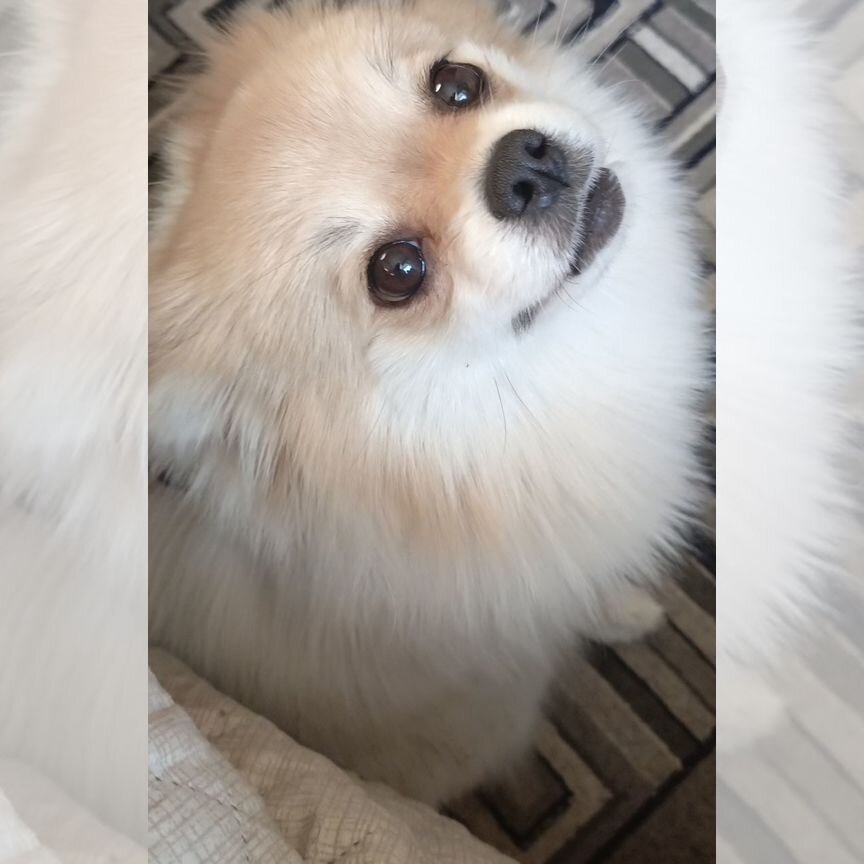 Померанский шпиц, взрослая собака