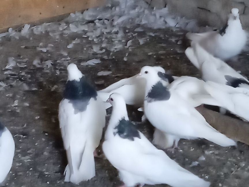 Голуби пермские